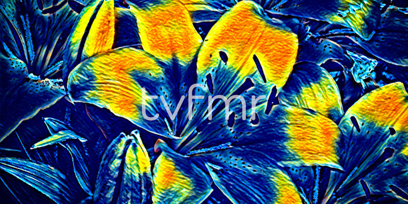 'Lily Azure' Merchandise – The View From My Rear